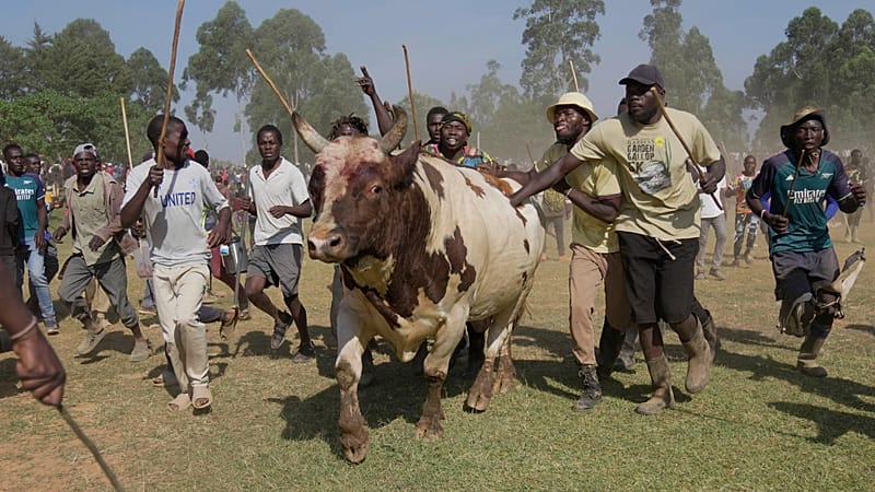 In Kenya's Kakamega County, bullfighting boosts the economy and social ...