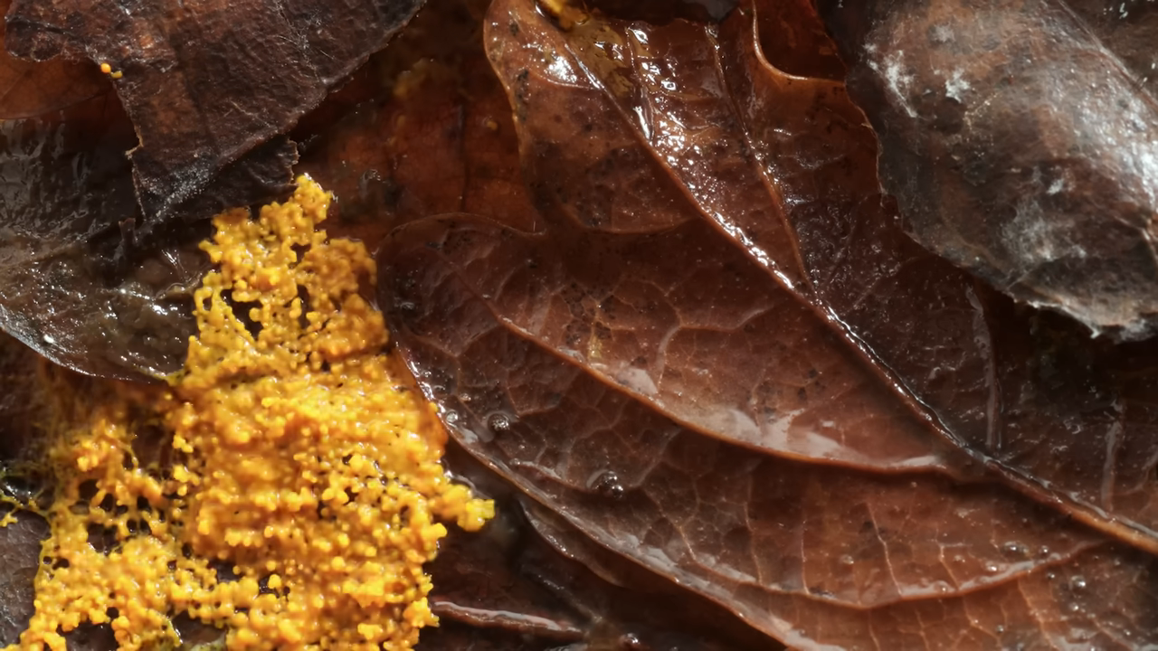 Insane biology of a slime mold
