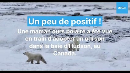 Une ourse polaire vue en train d'adopter un ourson