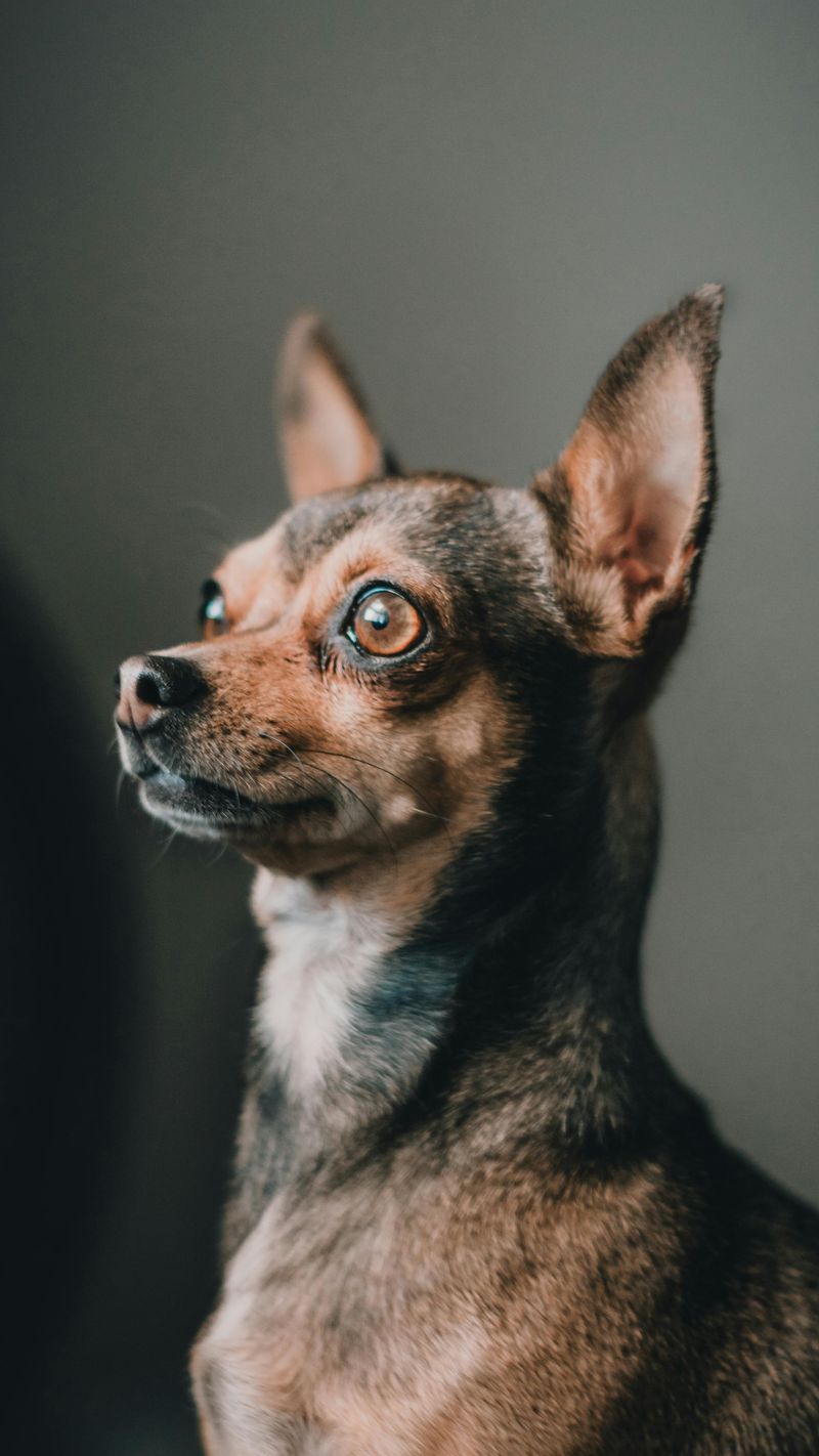 12 innocent-looking dogs that turn aggressive without warning