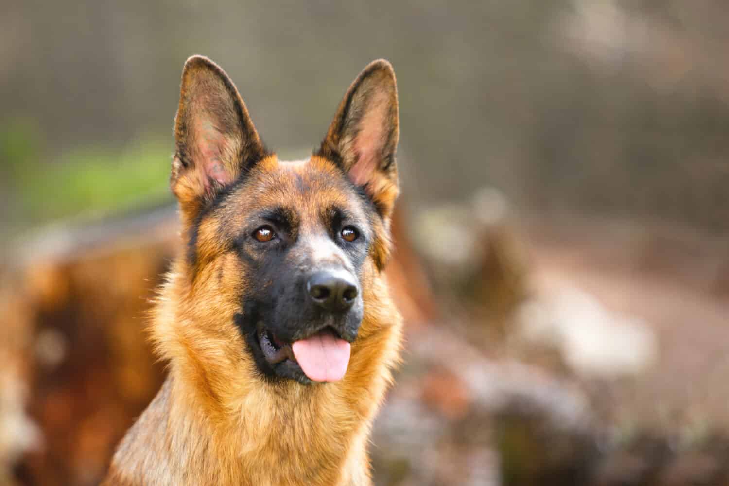 10 dog breeds often labeled as the 'most dangerous'