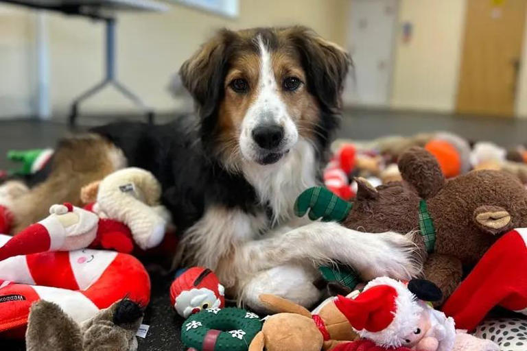 Dogs Trust: 11 loving pups seeking homes in Sussex