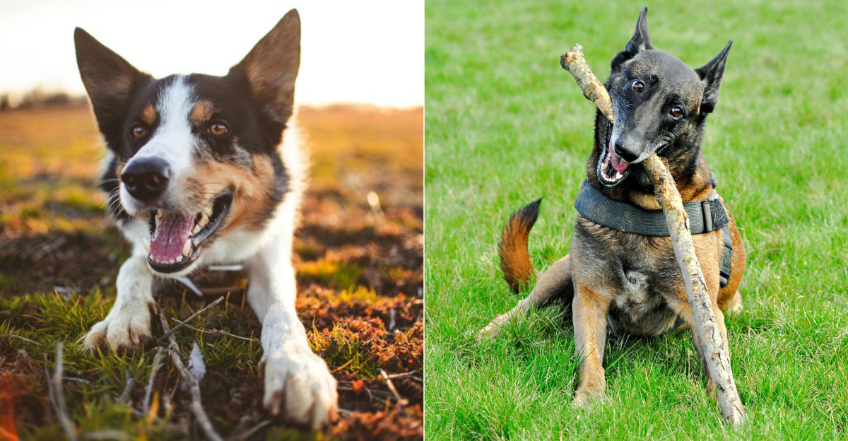 12 dog breeds that have big energy but tiny patience