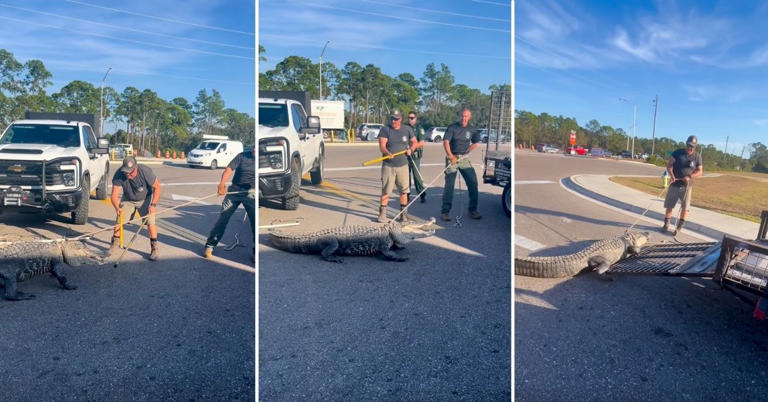 Giant alligator wrangled outside 7-Eleven
