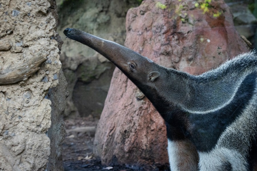 Buffalo Zoo welcomes giant anteater Tupi