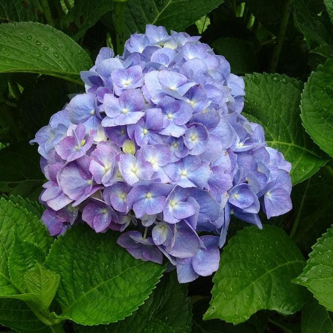 Should you add rusty nails to your garden soil?