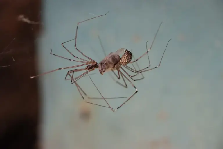 4 insects you should never kill when you find them indoors