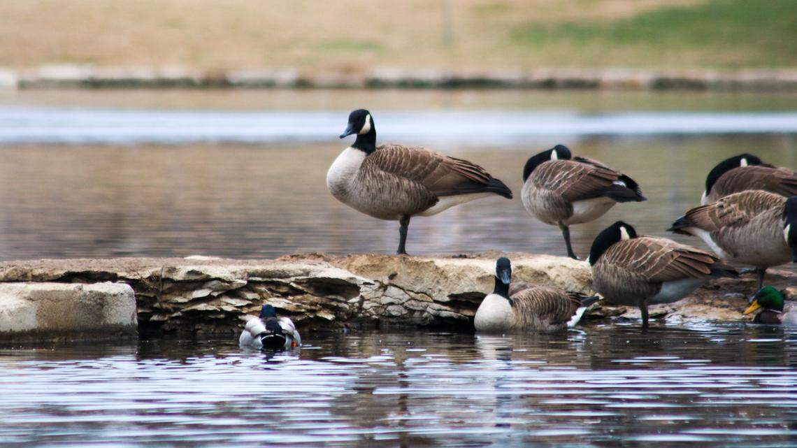Birds are dying around KC from fast-spreading strain of avian flu. What ...
