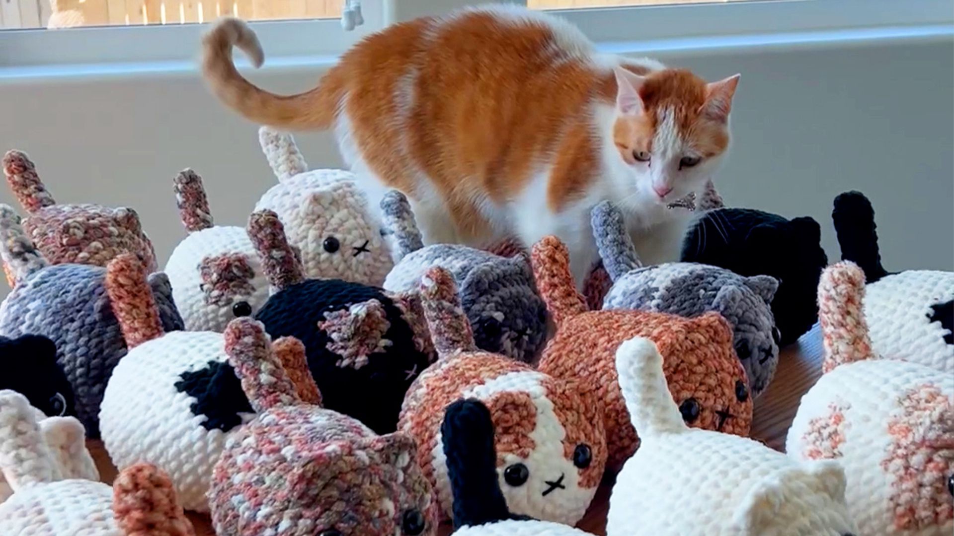 Nervous cat loves to crochet with her mom now