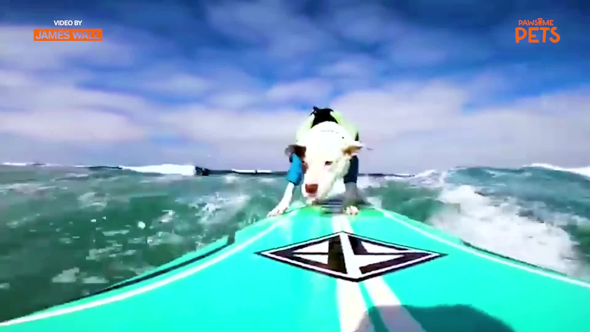 Surfs pup! Dogs show off their best surfing moves