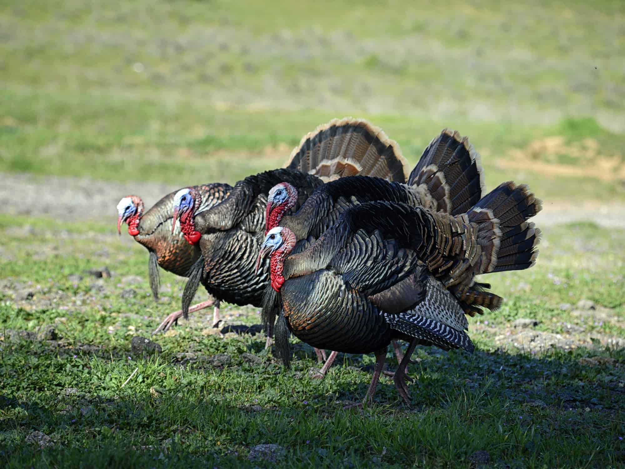 The 15 US states that are a turkey hunter's paradise