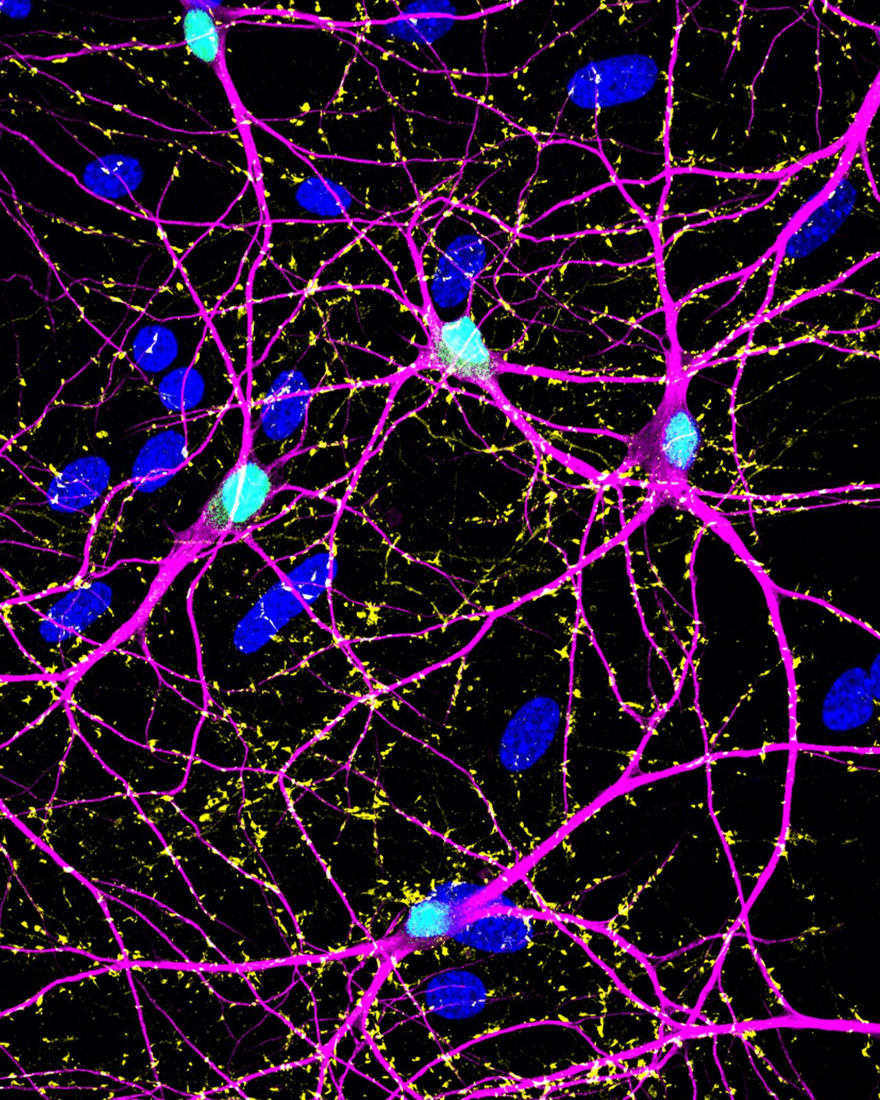 Neuroscience research reveals synapse functions, relationships in detail