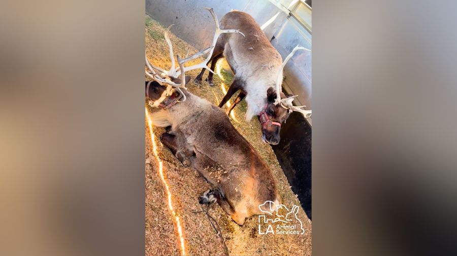 Reindeer that ran loose on 5 Freeway are safe and ready for Christmas Eve