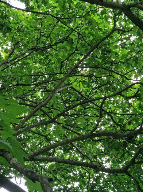 Your analytical skills are at stake here! Find the hidden parrot in ...