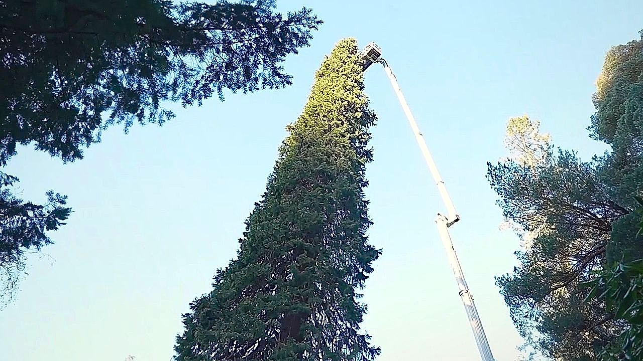 World record! The United Kingdom boasts the world's tallest Christmas tree