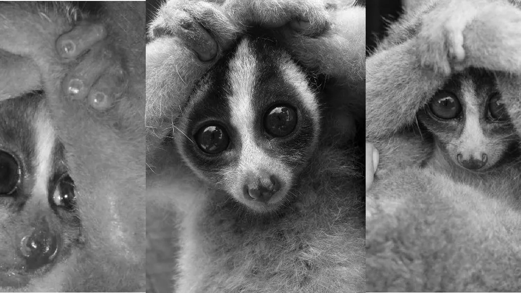 5 animals that look harmless but are more dangerous than bears