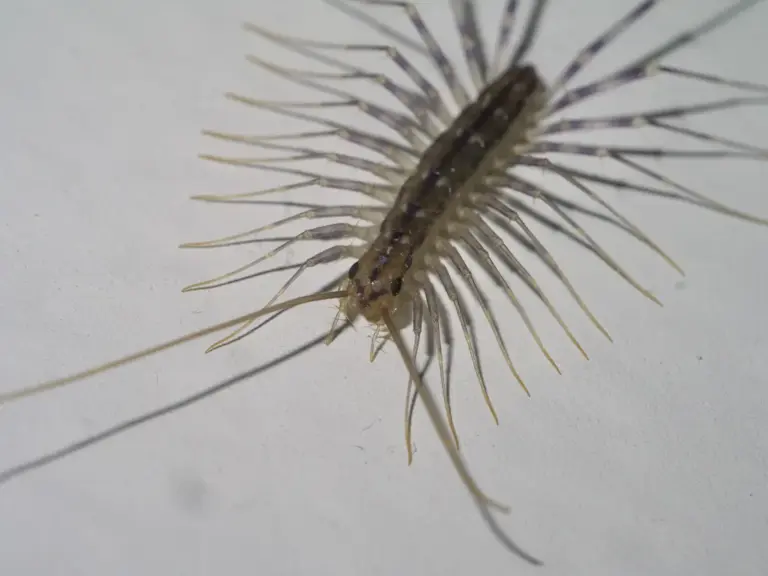 4 insects you should never kill when you find them indoors