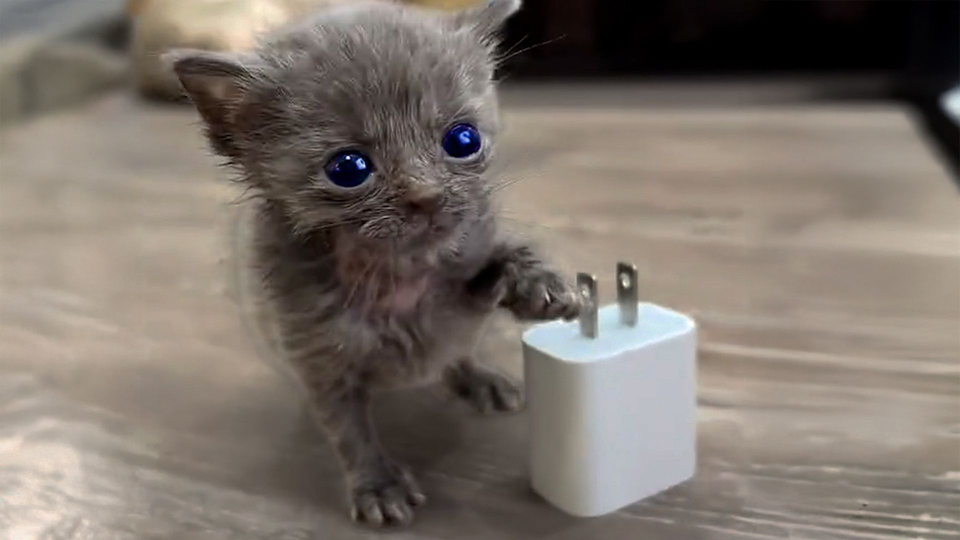 Micro kitten befriends an eyeless kitten