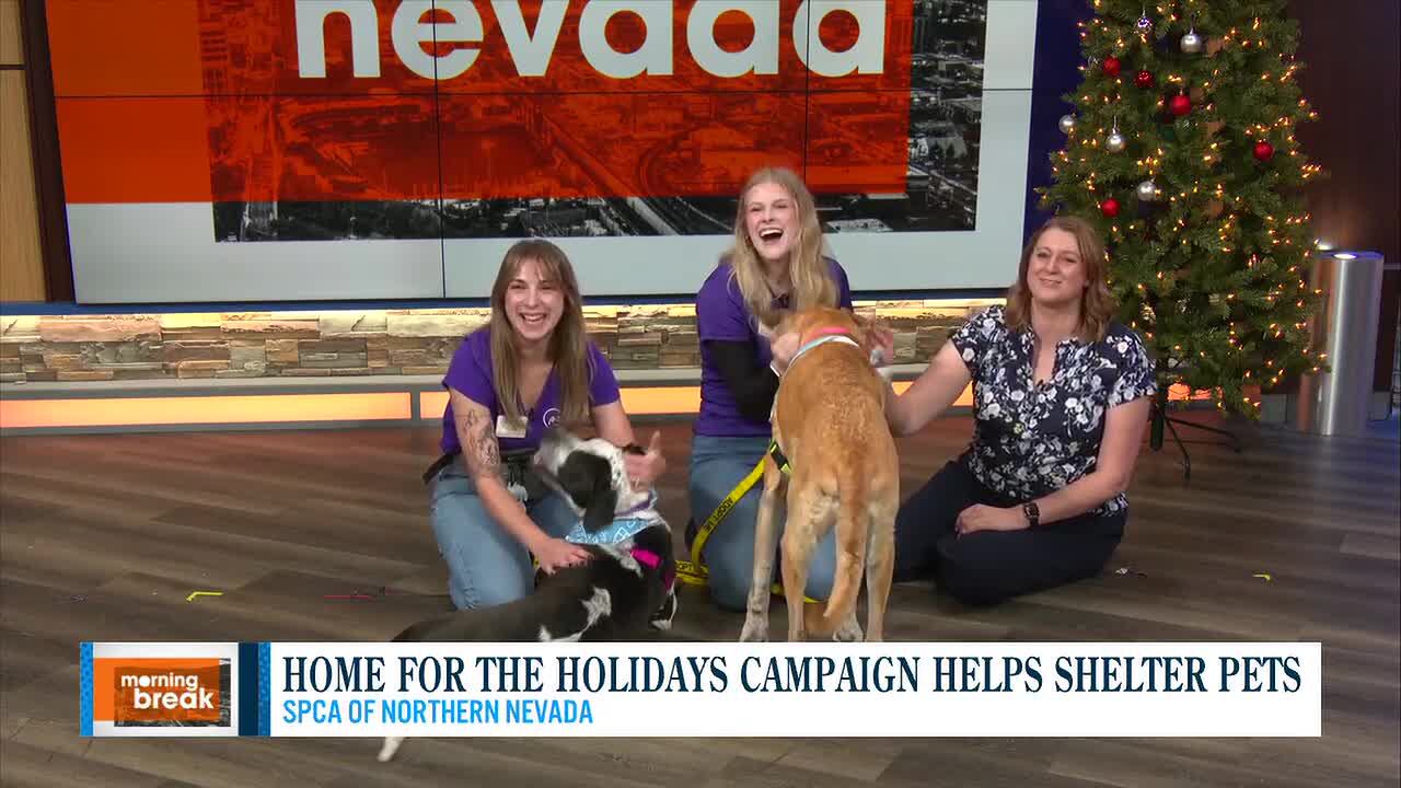 SPCA of Northern Nevada shares Home for the Holidays campaign