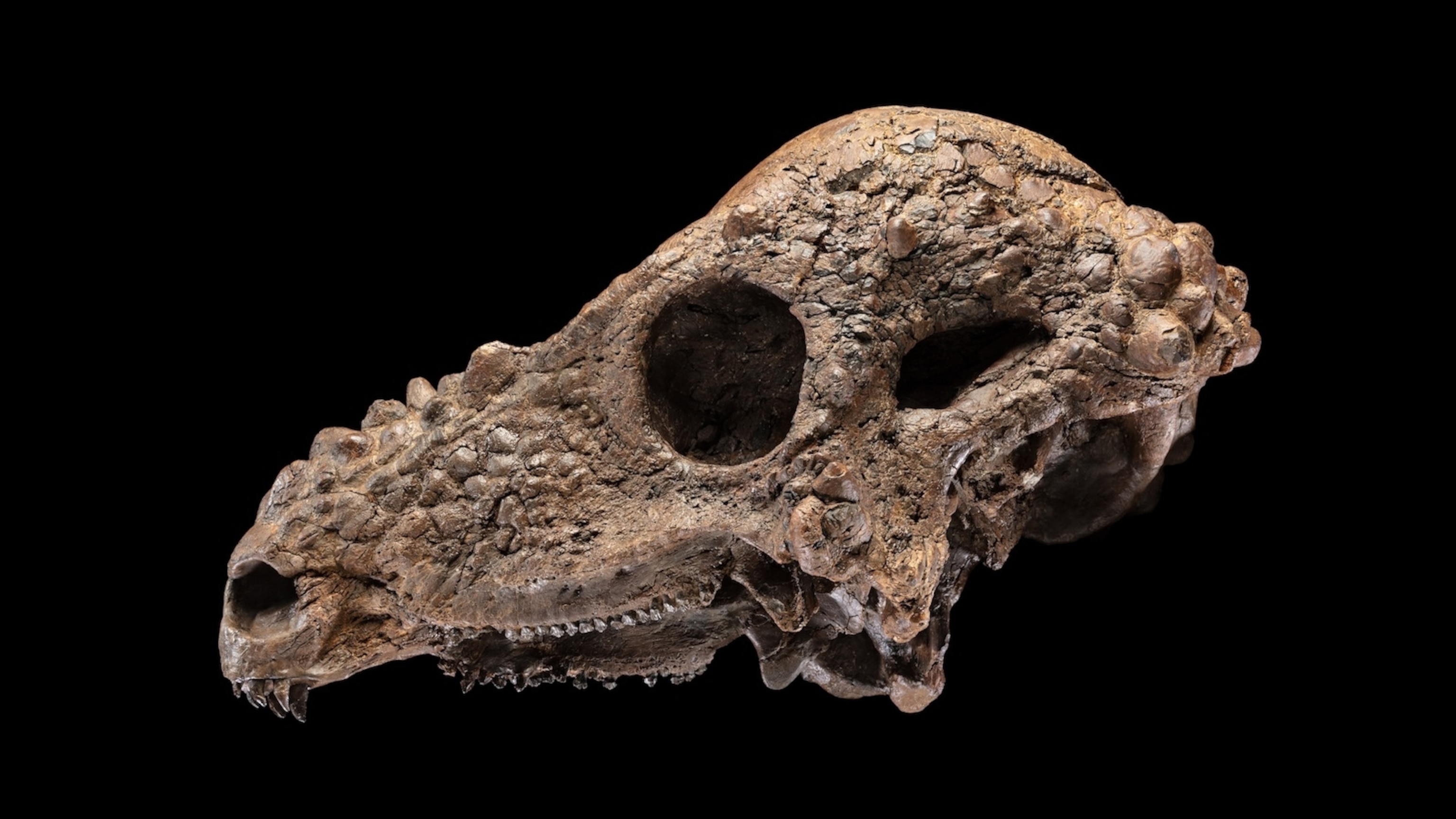 A rare glimpse of the dome-headed dinosaur fossil