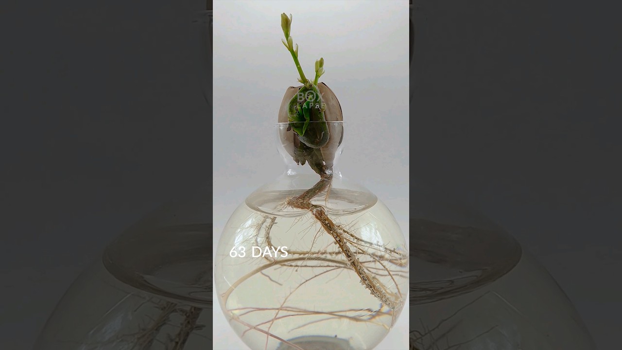 196 days of growth: Acorn becomes oak | Time lapse