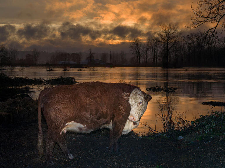 State fairground provides refuge for livestock and families as ...