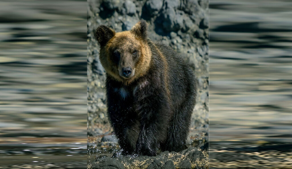 A deceased hiker’s smartwatch helped authorities piece together a bear ...