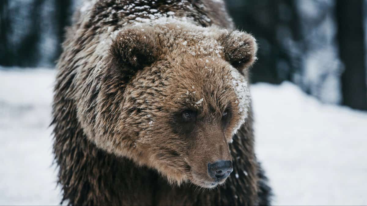 Embracing bear wisdom: How nature prepares us for winter