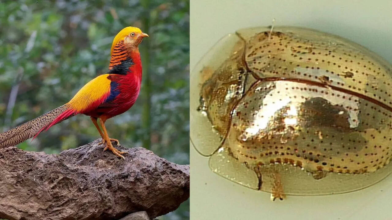 Animals that look like they are made of gold: Discover 10 golden ...