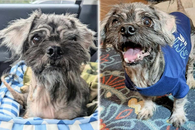 Animal shelter calls him the 'world's ugliest dog' – but then the ...