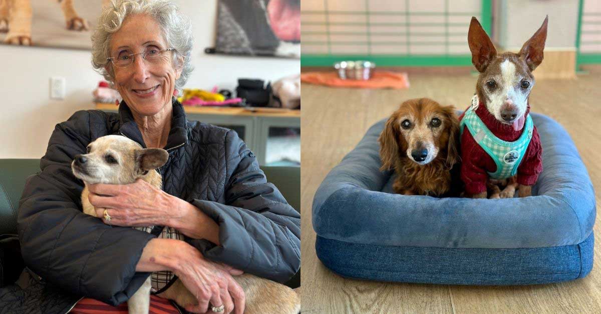 At 'cuddle club,' senior dogs and senior citizens find companionship in ...