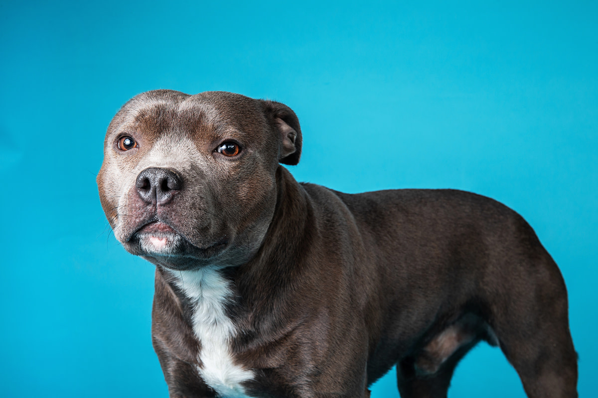 Blue Staffy can't sleep without her stuffie 'Moo Cow' and it's the sweetest