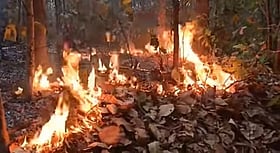 Odisha government orders action plan to tackle forest fire