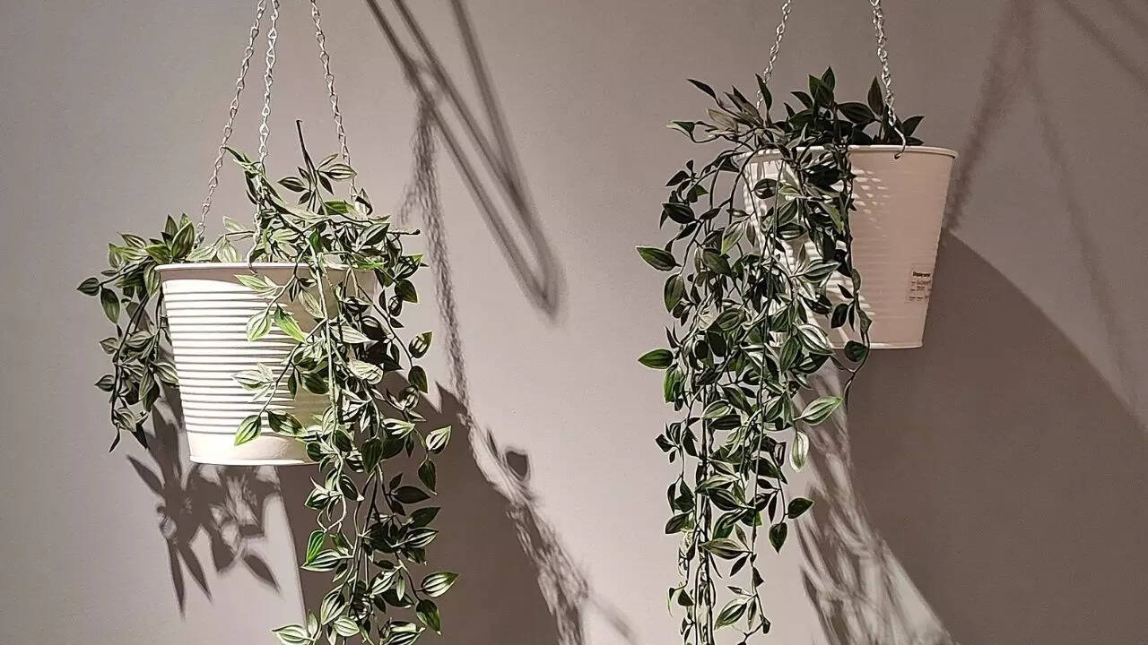7 aesthetically pleasing plants perfect for hanging baskets in balcony ...
