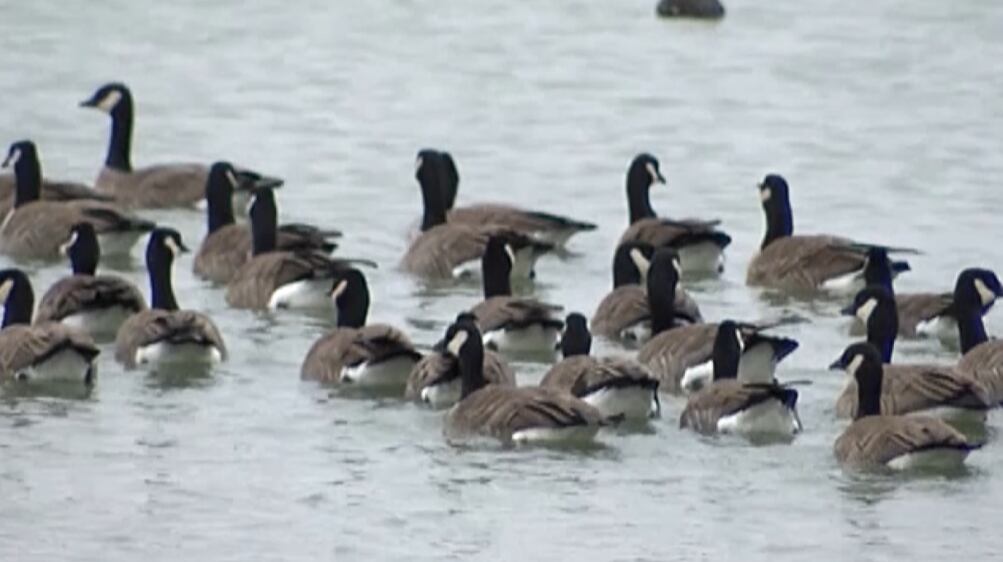 Increase in avian influenza cases reported among wild birds in the ...