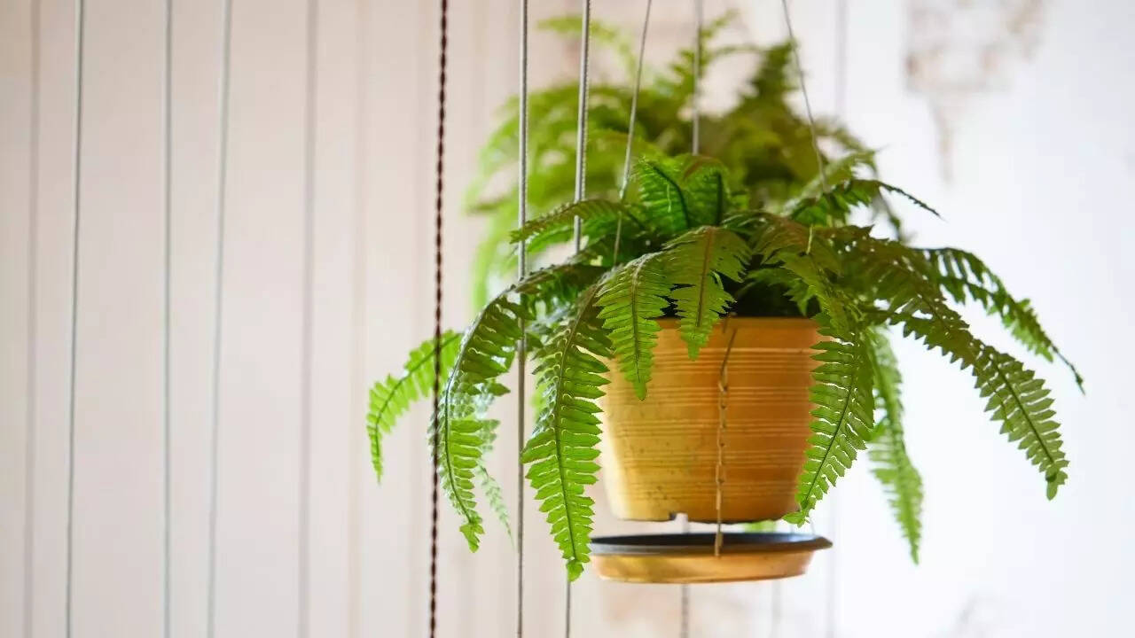 7 aesthetically pleasing plants perfect for hanging baskets in balcony ...