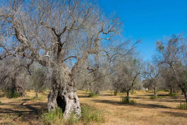 ¿Cómo saber si un árbol está muerto? 6 señales clave que debes vigilar