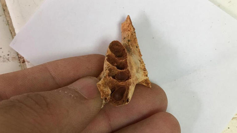 Discovery of ancient bee nests in fossils points to a never-before-seen ...