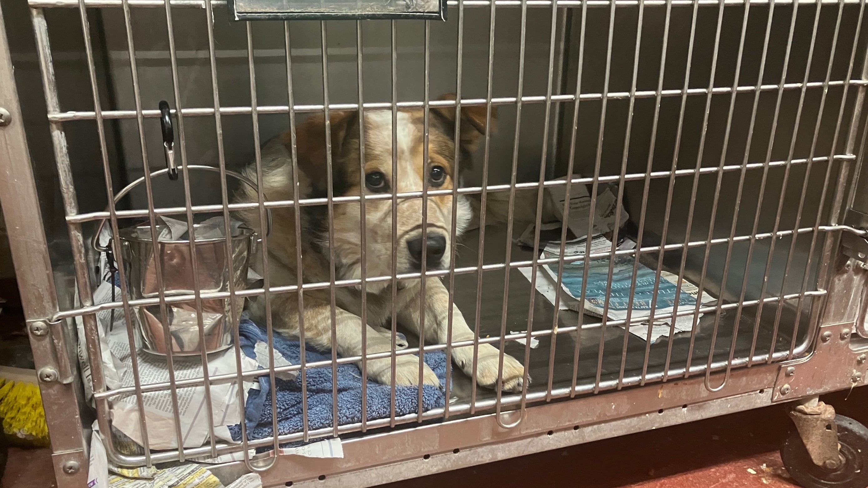 Fulton County changes how it deals with animal control following deadly ...