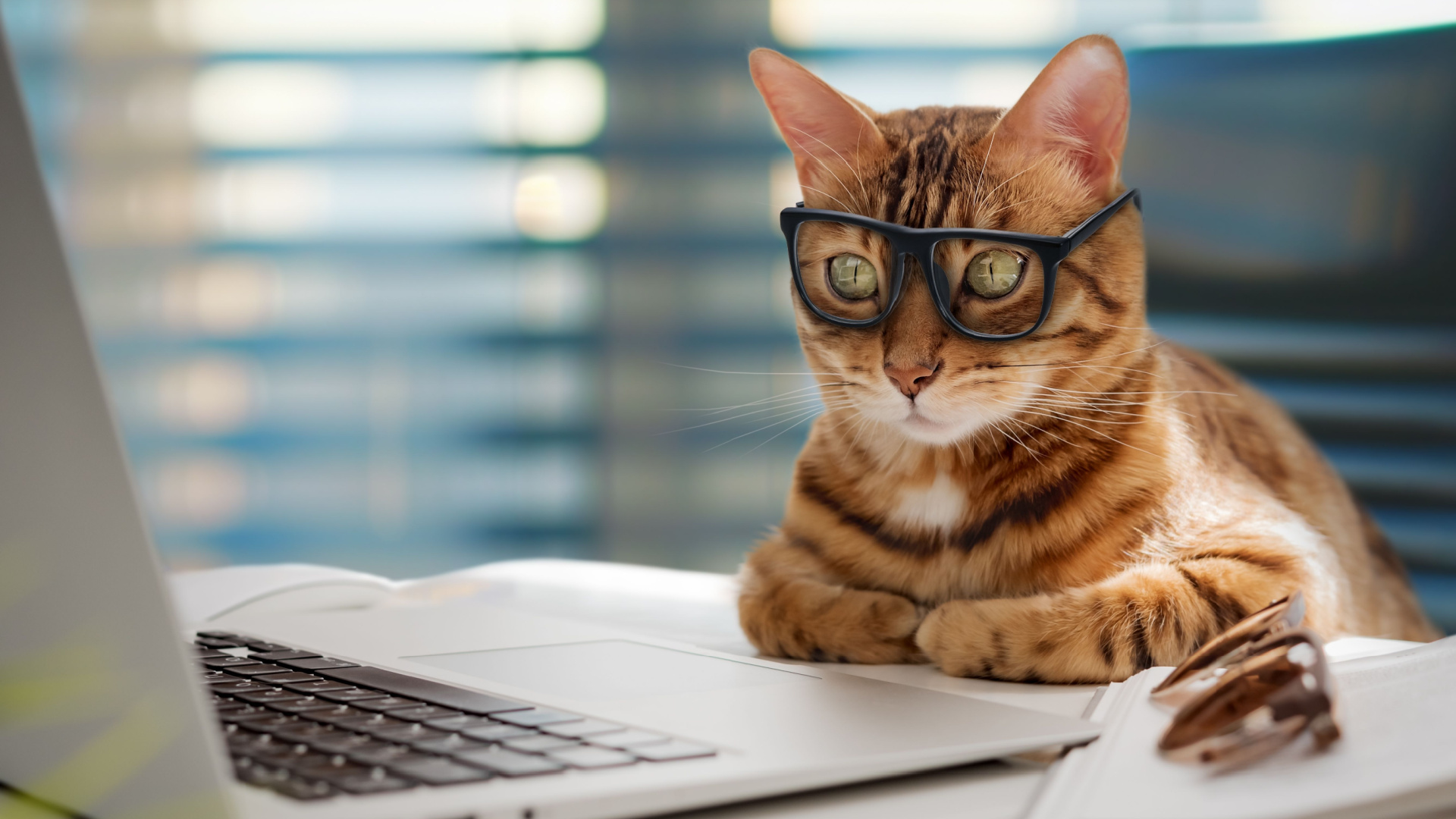 8 times cats outsmarted science and got away with it