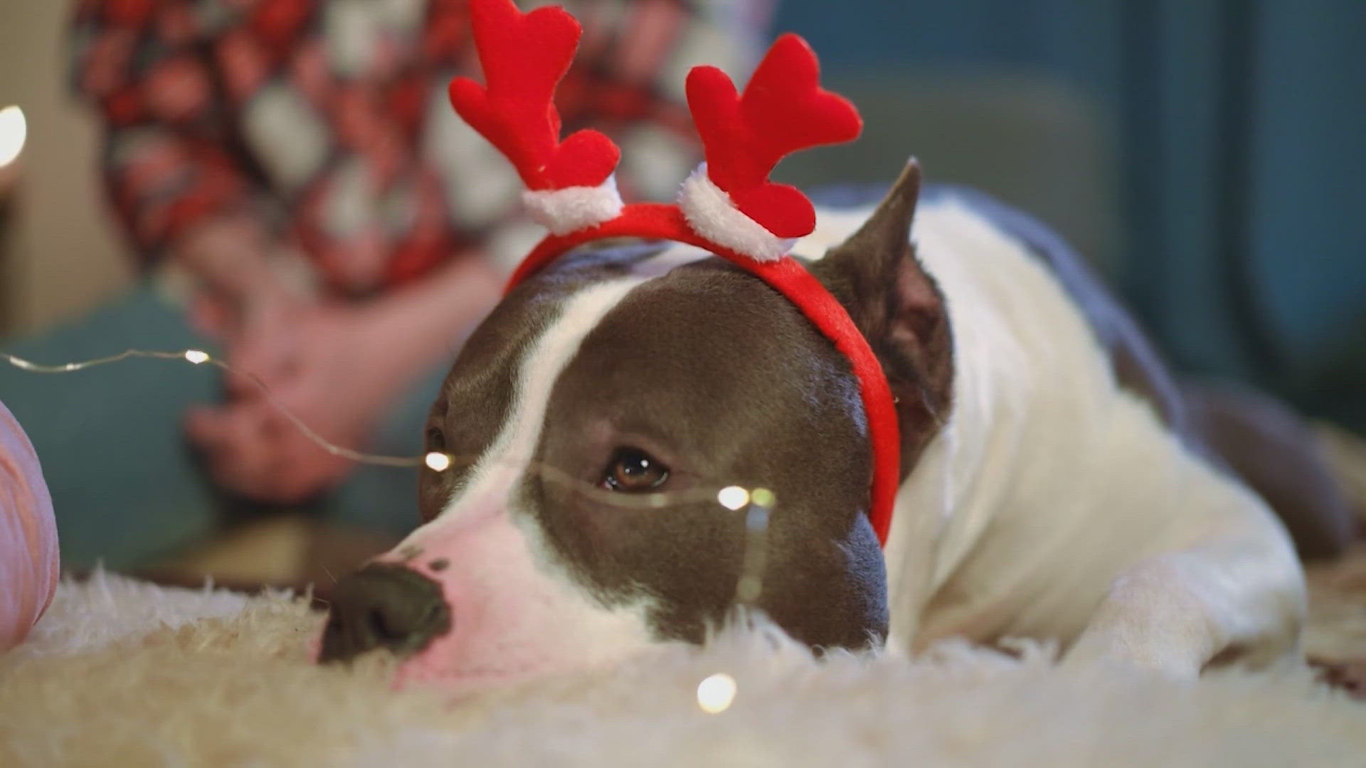 Holiday cheer and the hidden hazards for pets: Ready Pet GO!