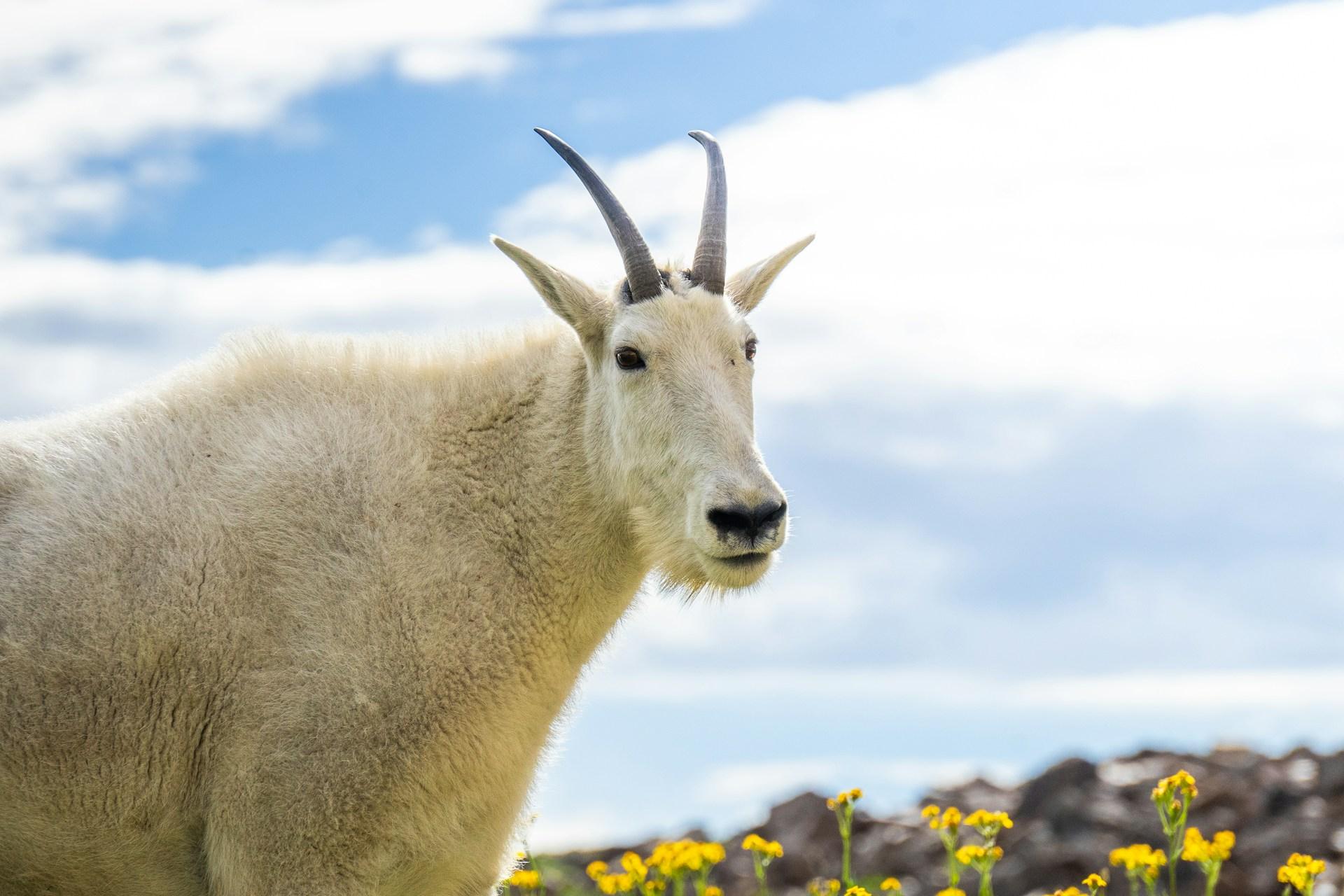 The largest animals roaming the Canadian wilderness
