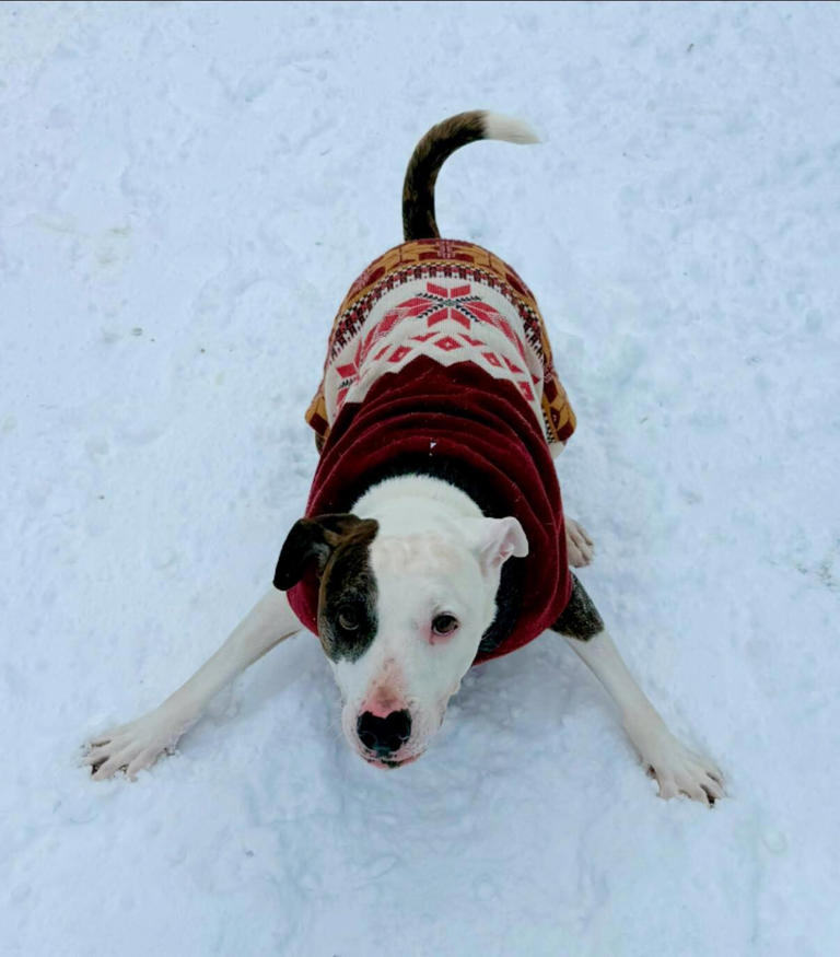 Home for the howl-idays: Adopt these Northeast Ohio dogs who spent ...