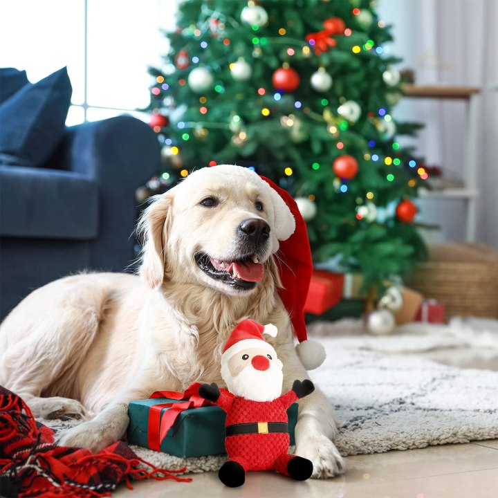 A new pet for Christmas? Consider this first