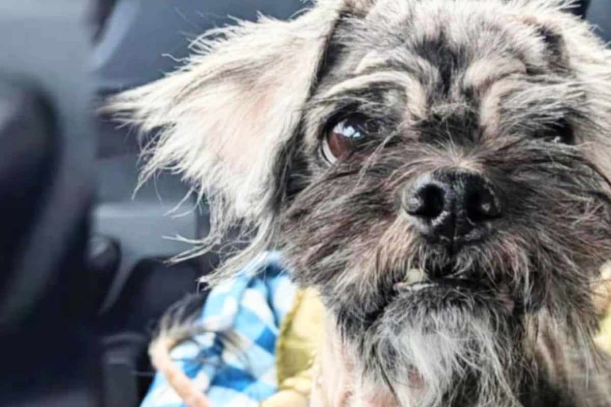 Animal shelter calls him the 'world's ugliest dog' – but then the ...