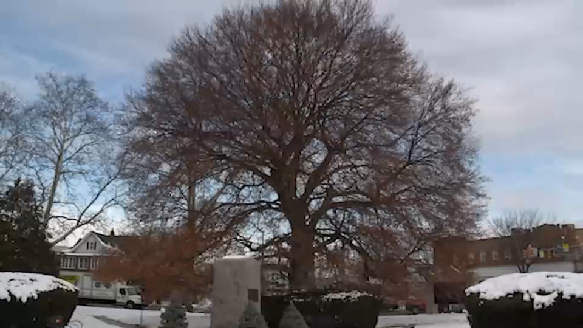 NJ community working to save 250-year-old 'kissing tree' with terminal ...