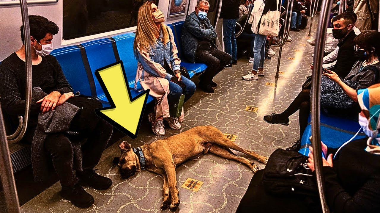 Subway commuters report a dog’s repeated unusual behavior, prompting ...