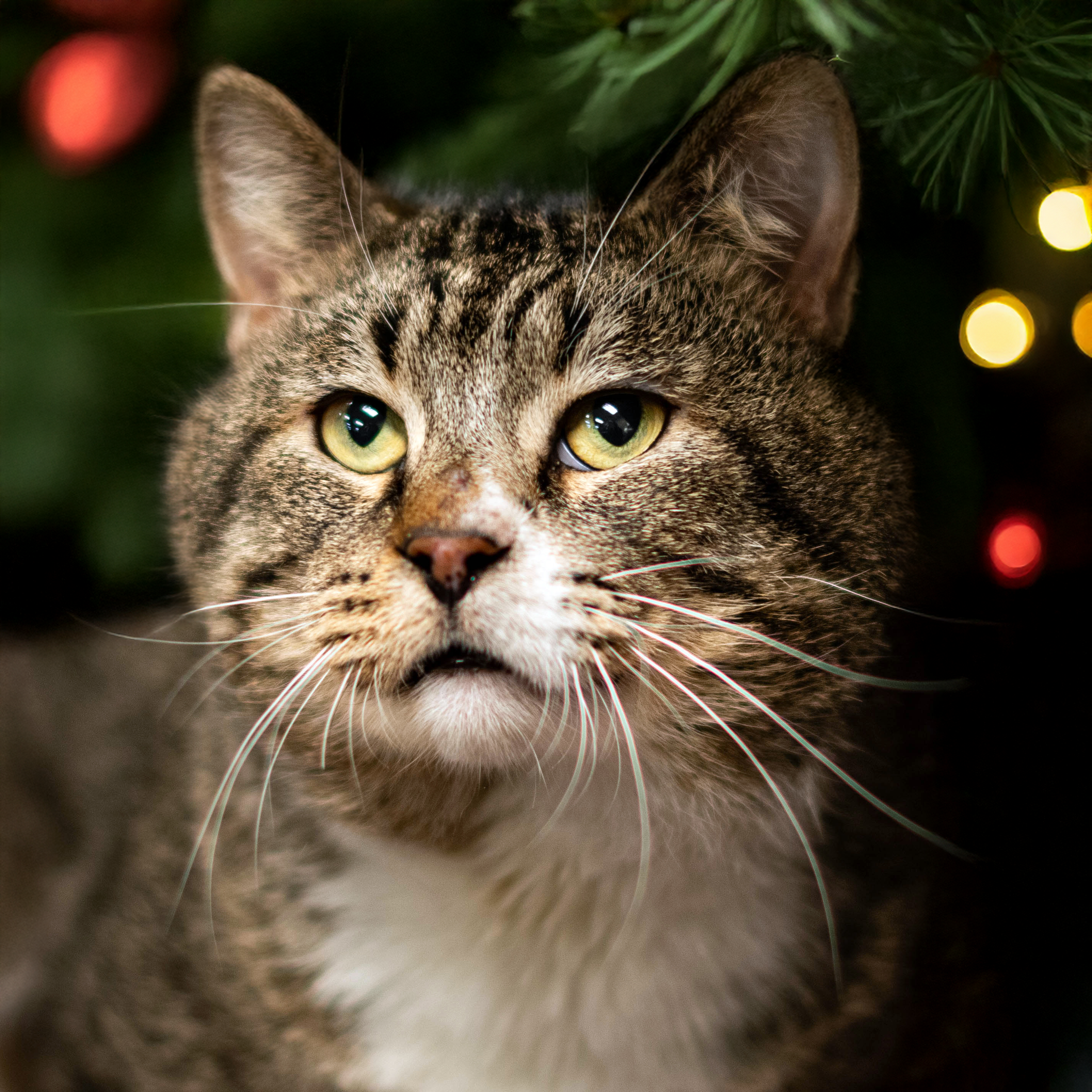 One month after dog distemper, Humane Society pauses cat adoptions