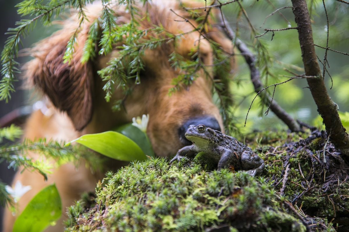 Golden retriever 'kisses a frog' like the princess she is