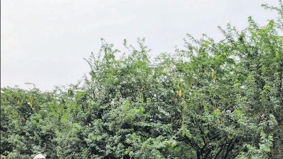 Delhi govt’s policy in works to remove kikar trees